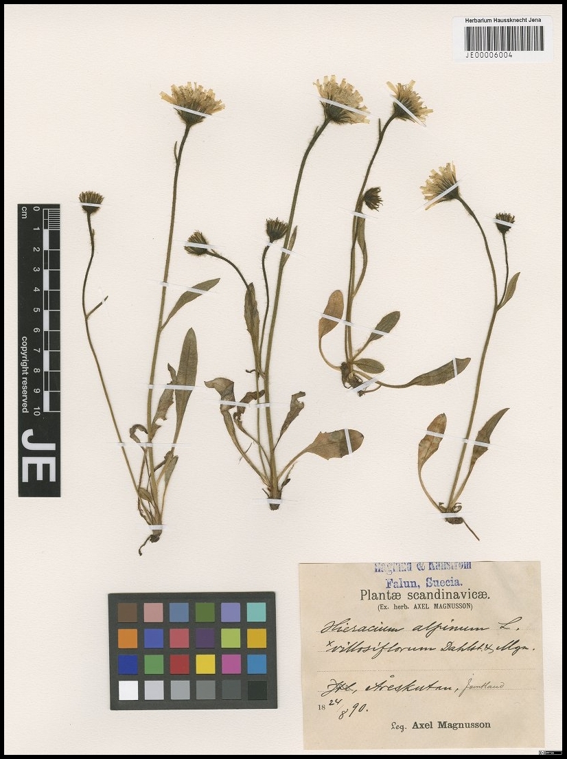Automated Analysis of NHM Herbarium Collection | Computer Vision Lab